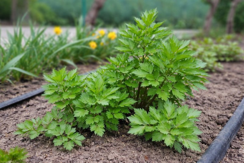 Cum se cultiva leusteanul in gradina: plantare, ingrijire si recoltare ...