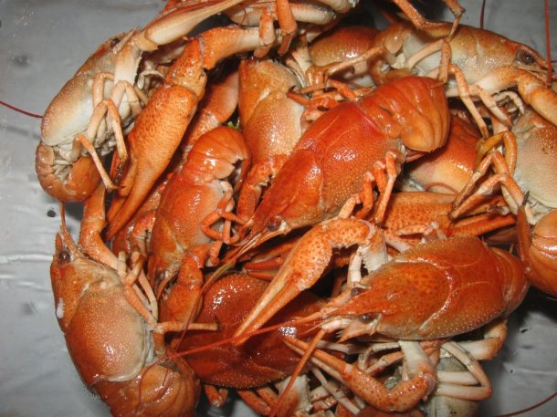Raci fierti | Retete culinare | Gustos.ro