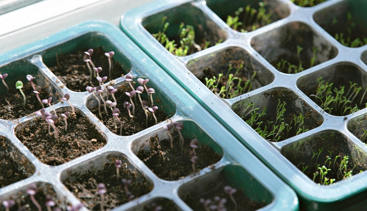 Ce legume si zarzavaturi poti planta primavara in gradina pentru o ...